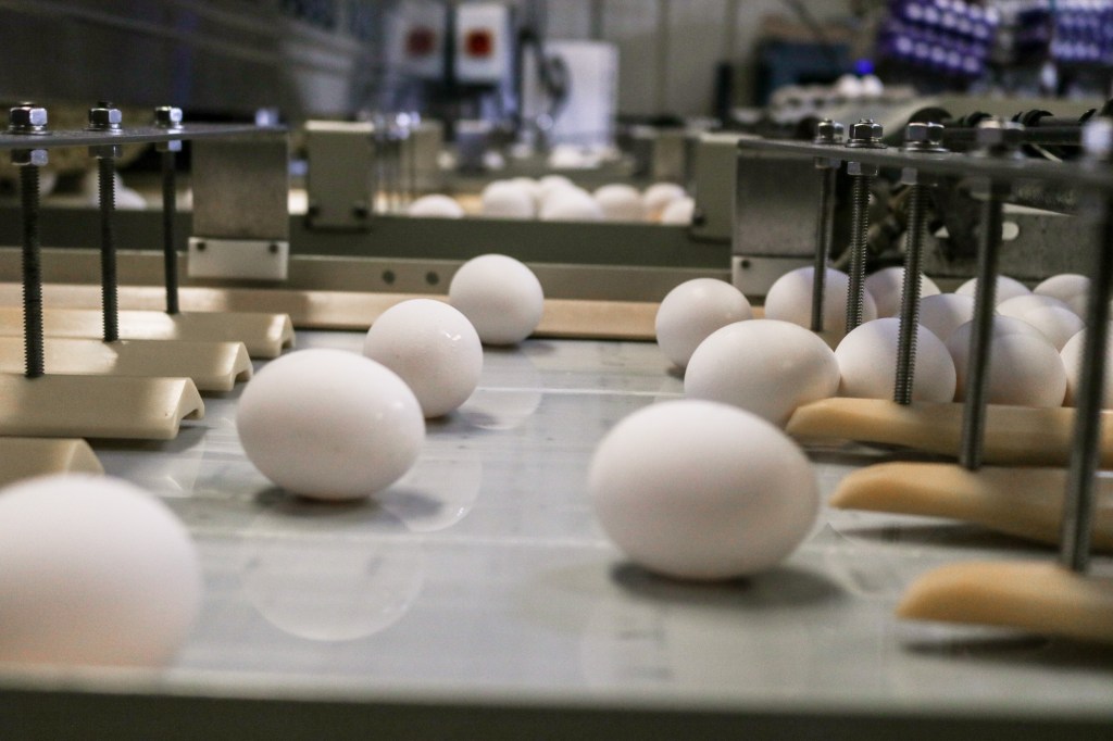 Services – Voortman's Egg Ranch